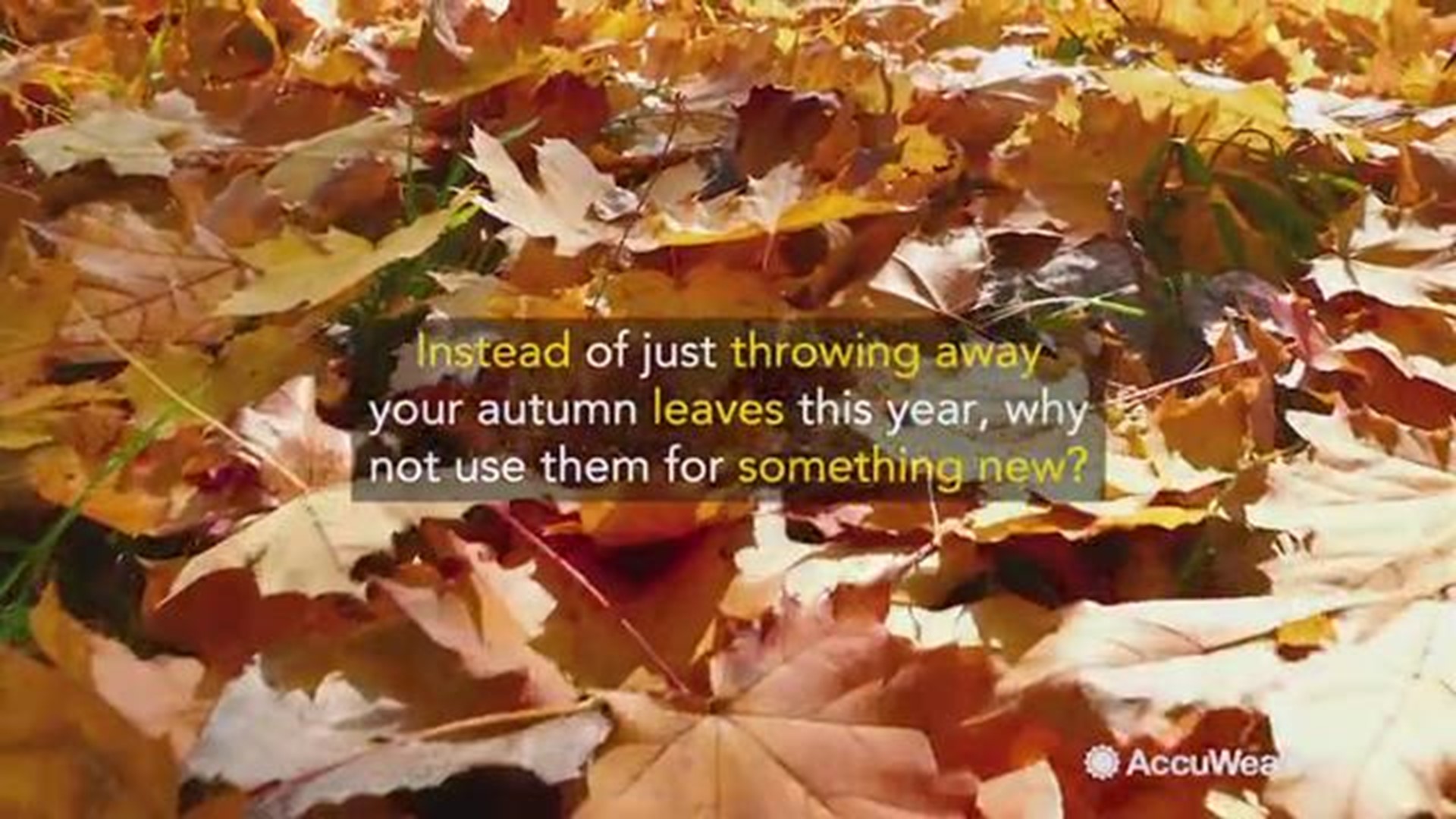 Here are some new uses for leaves this fall | wfaa.com