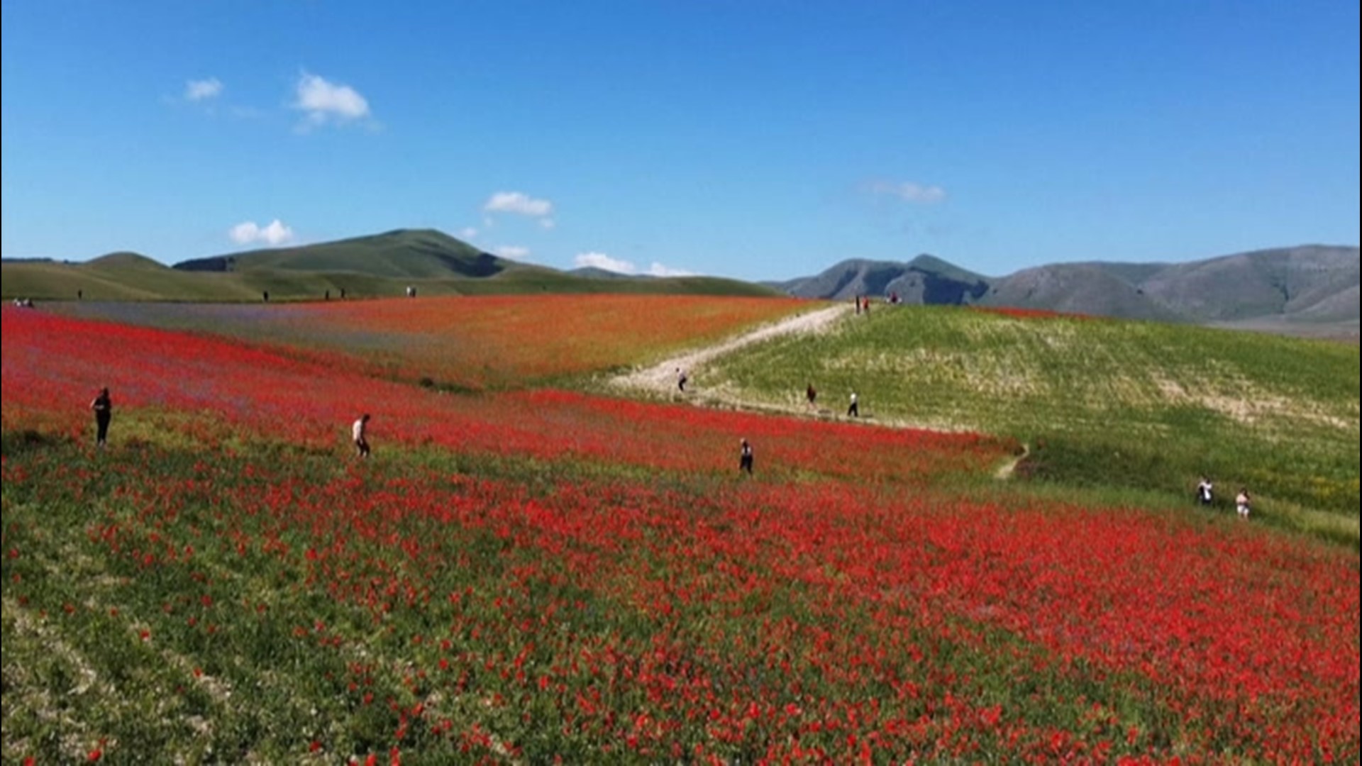 Stunning sight as lentil fields bloom in Italy | wfaa.com