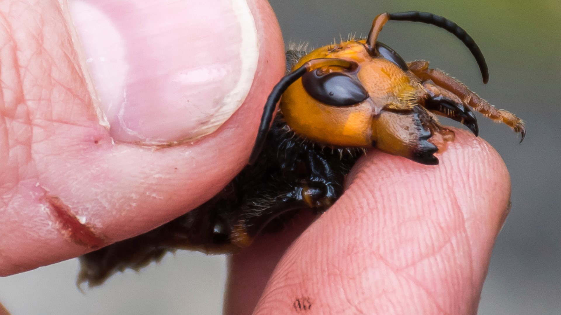 'Murder hornet' declared eradicated in the US, Canada after 5 years ...
