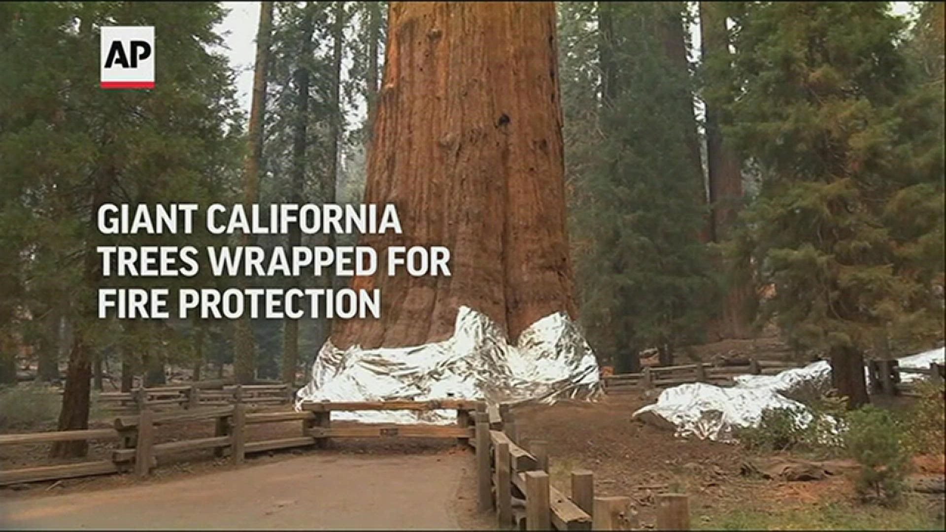 California giant sequoias wrapped in blankets for fire protection | wfaa.com