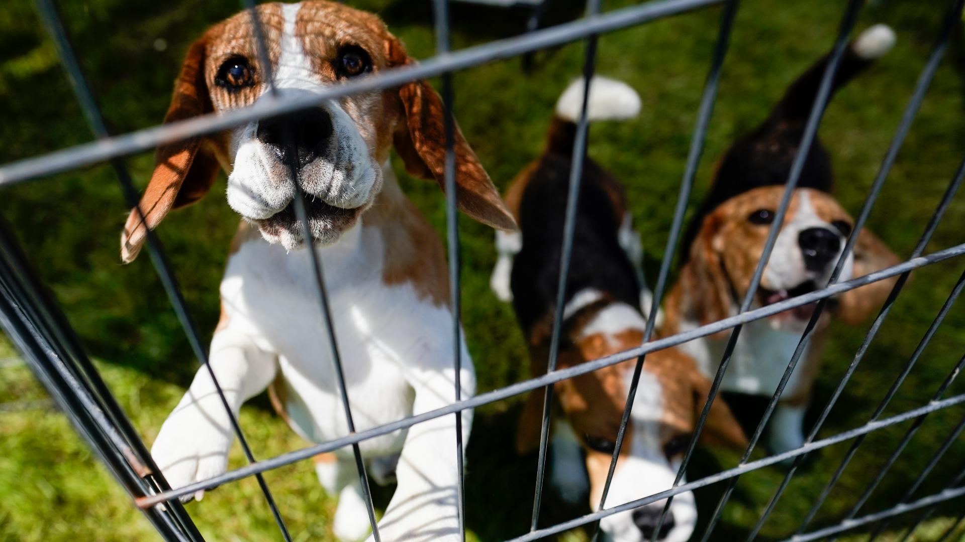 American Kennel Club reveals 10 most popular dog breeds in US | wfaa.com