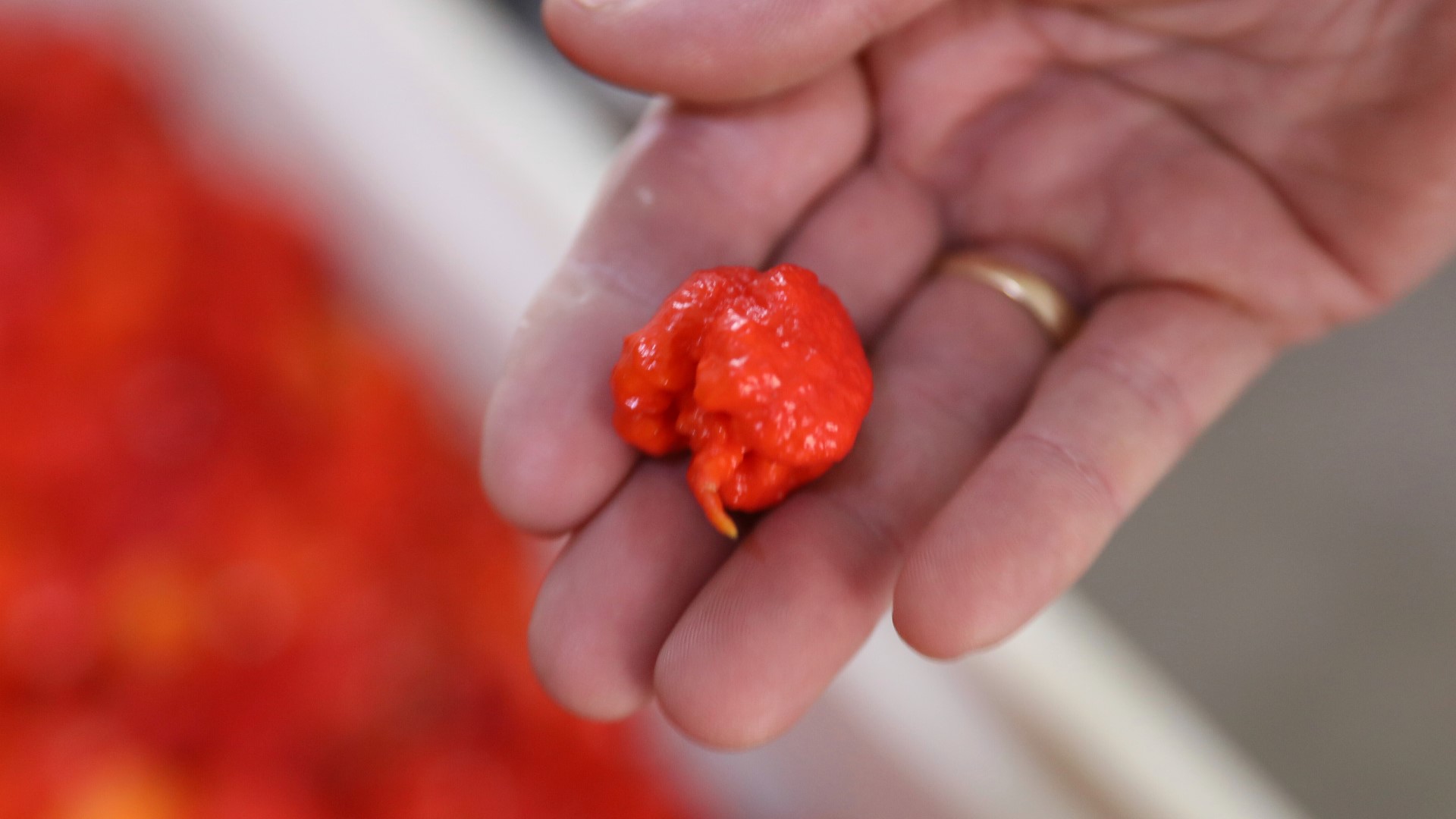 Pepper X named world's hottest pepper by Guinness World Records | wfaa.com