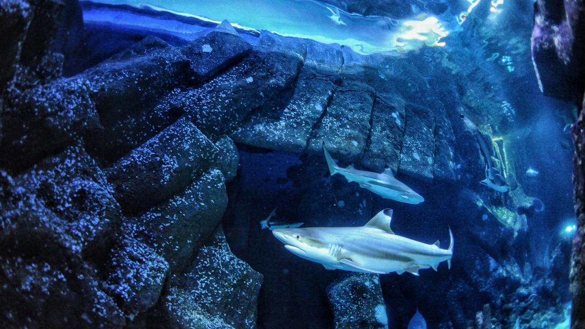 Sharks are famous for fearsome teeth, but ocean acidification could ...