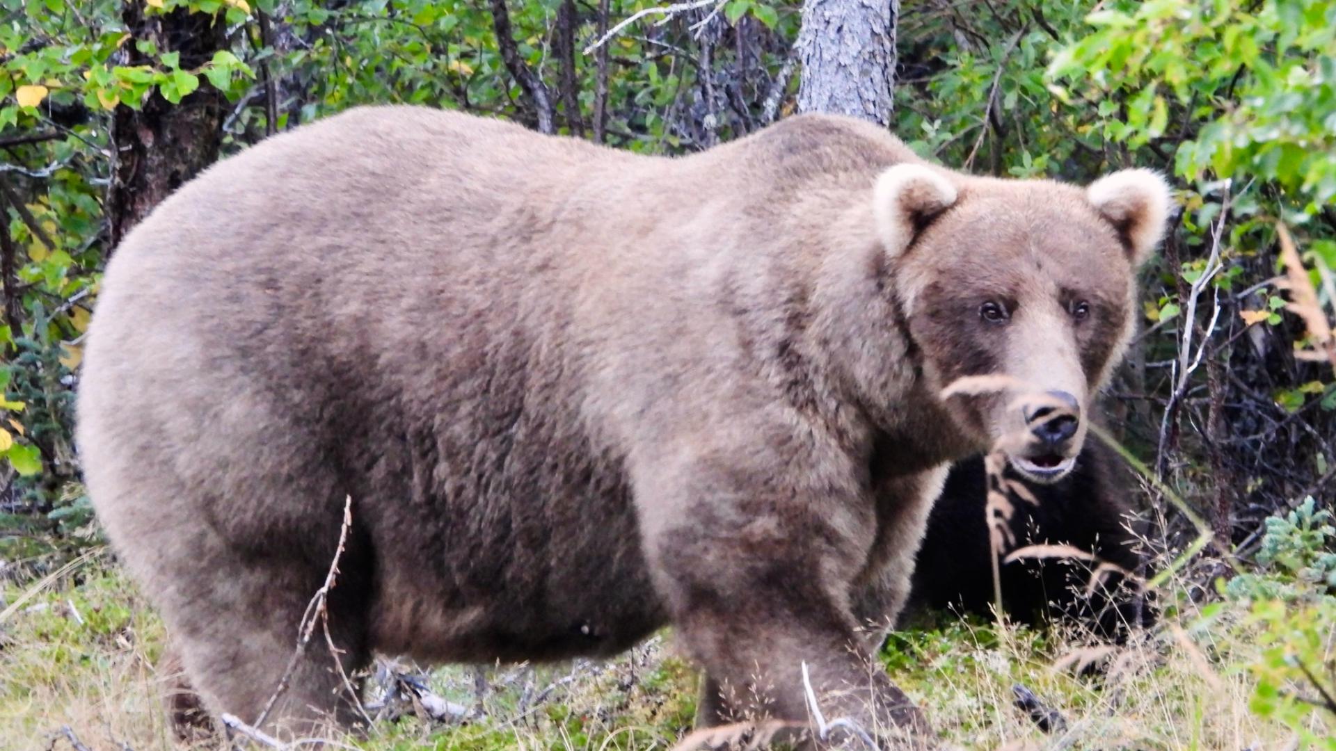 Alaska's Fat Bear Week: Vote for the Fattest Bruin | wfaa.com