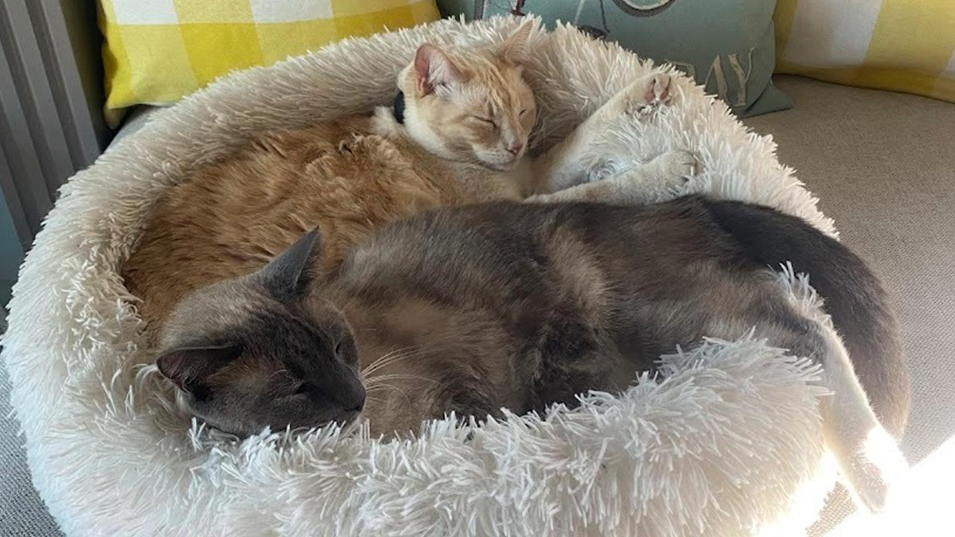 Cat missing in Yellowstone travels 800 miles back to home | wfaa.com