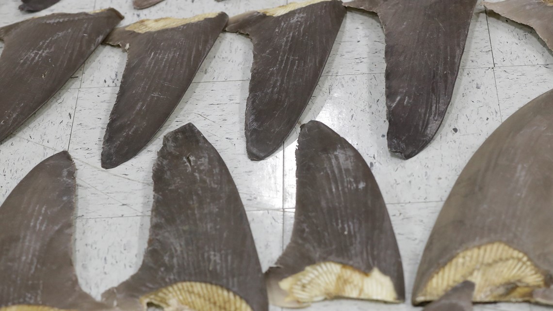 What is shark finning? Historic ban poised to become U.S. law | wfaa.com