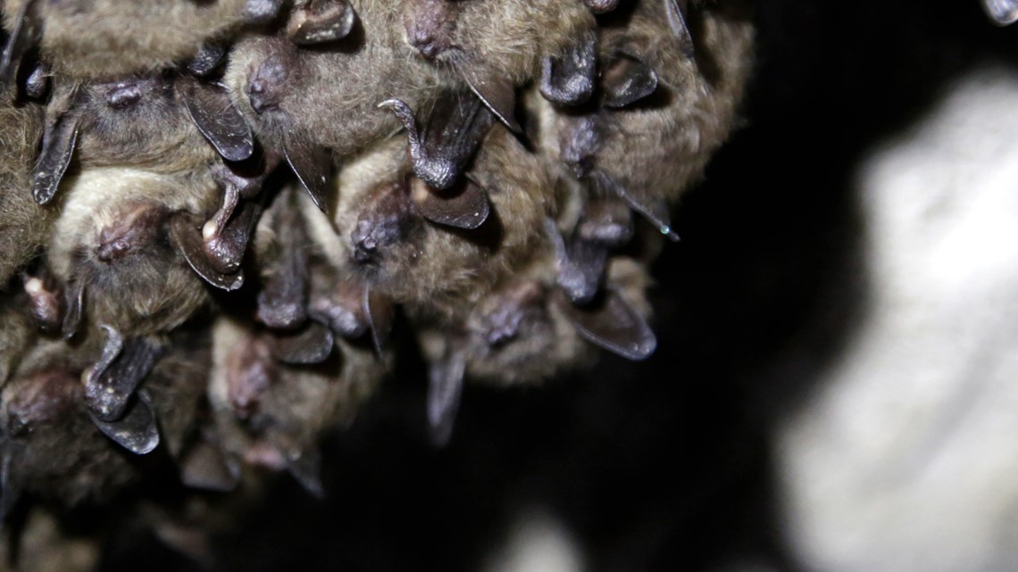 White nose syndrome: Bats showing signs of resilience | wfaa.com