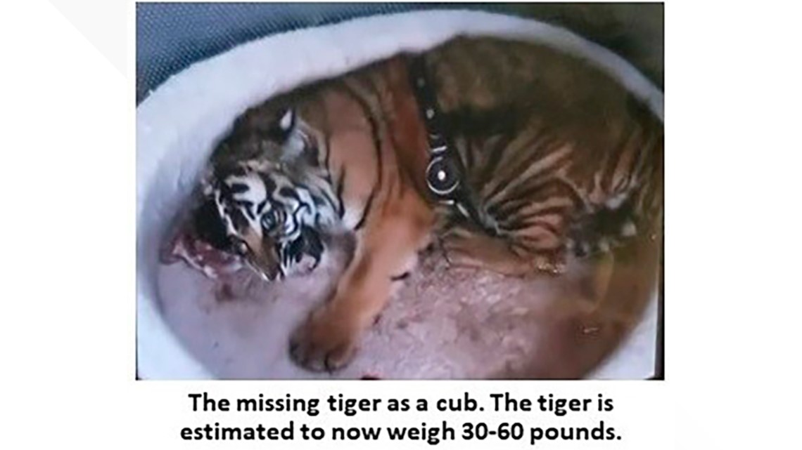 Missing tiger in New Mexico? Officials look for cub kept as pet | wfaa.com