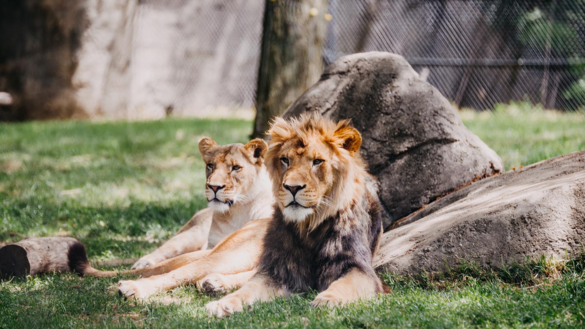 Danish zoo seeks pet donations for predator feeding | wfaa.com