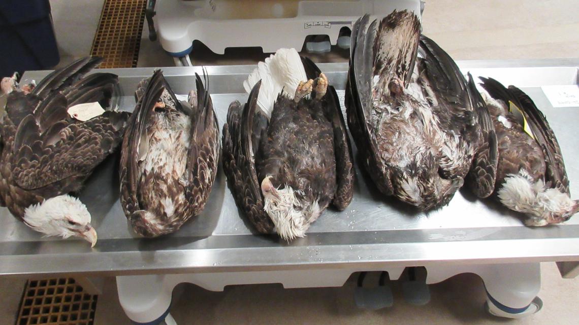 Investigation underway after 5 bald eagles found dead in Michigan ...