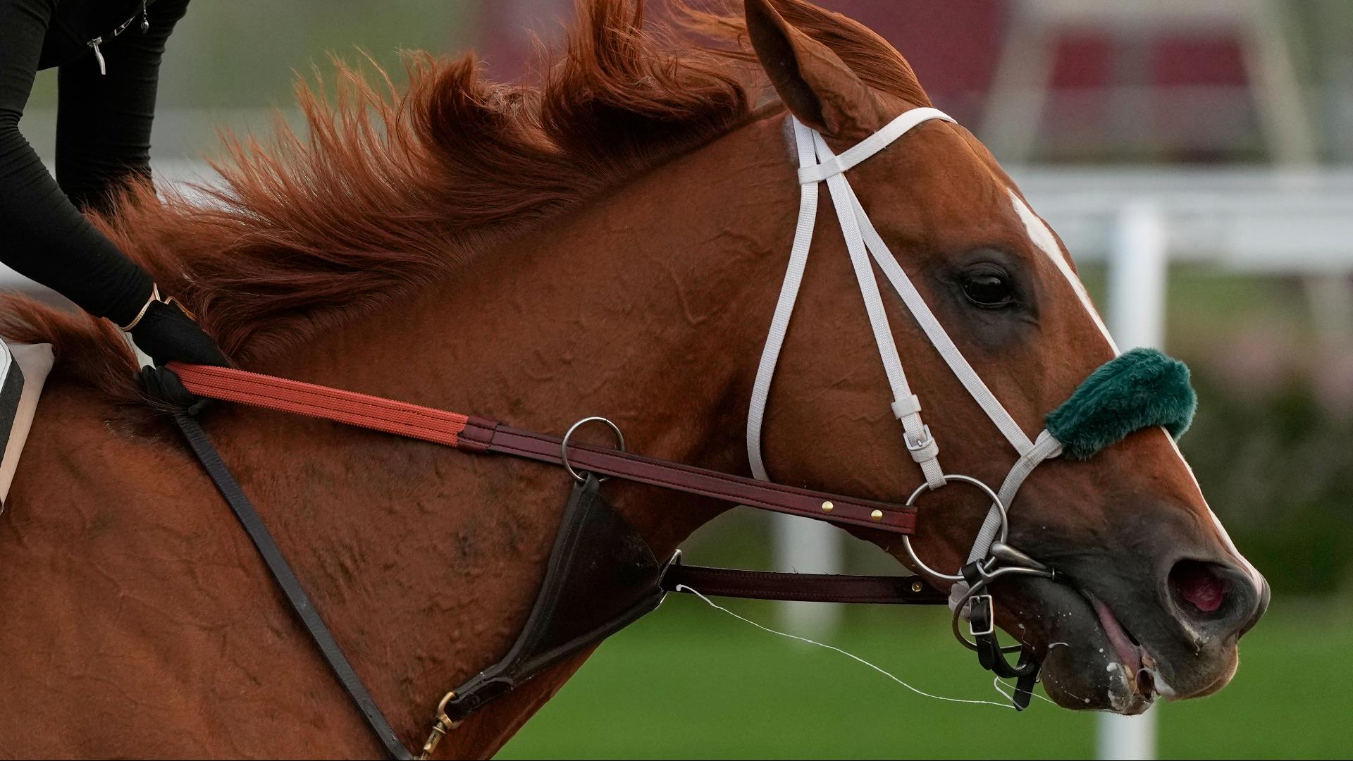What makes a Kentucky Derby champion? Key characteristics behind horses ...