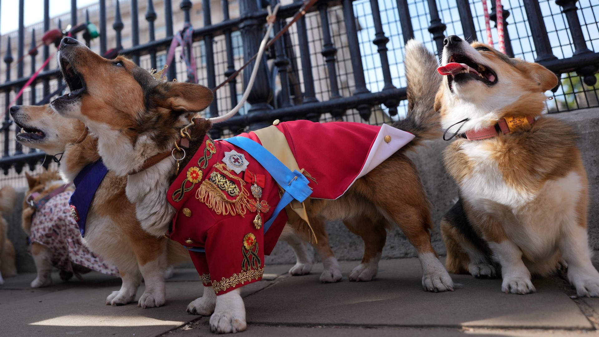 Corgi parade outside Buckingham Palace honors Queen Elizabeth II | wfaa.com