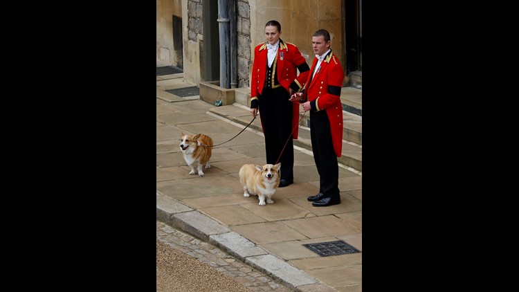 Queen Elizabeth II's Corgis Are Aware of Her Death, Trainer Dr. Roger ...