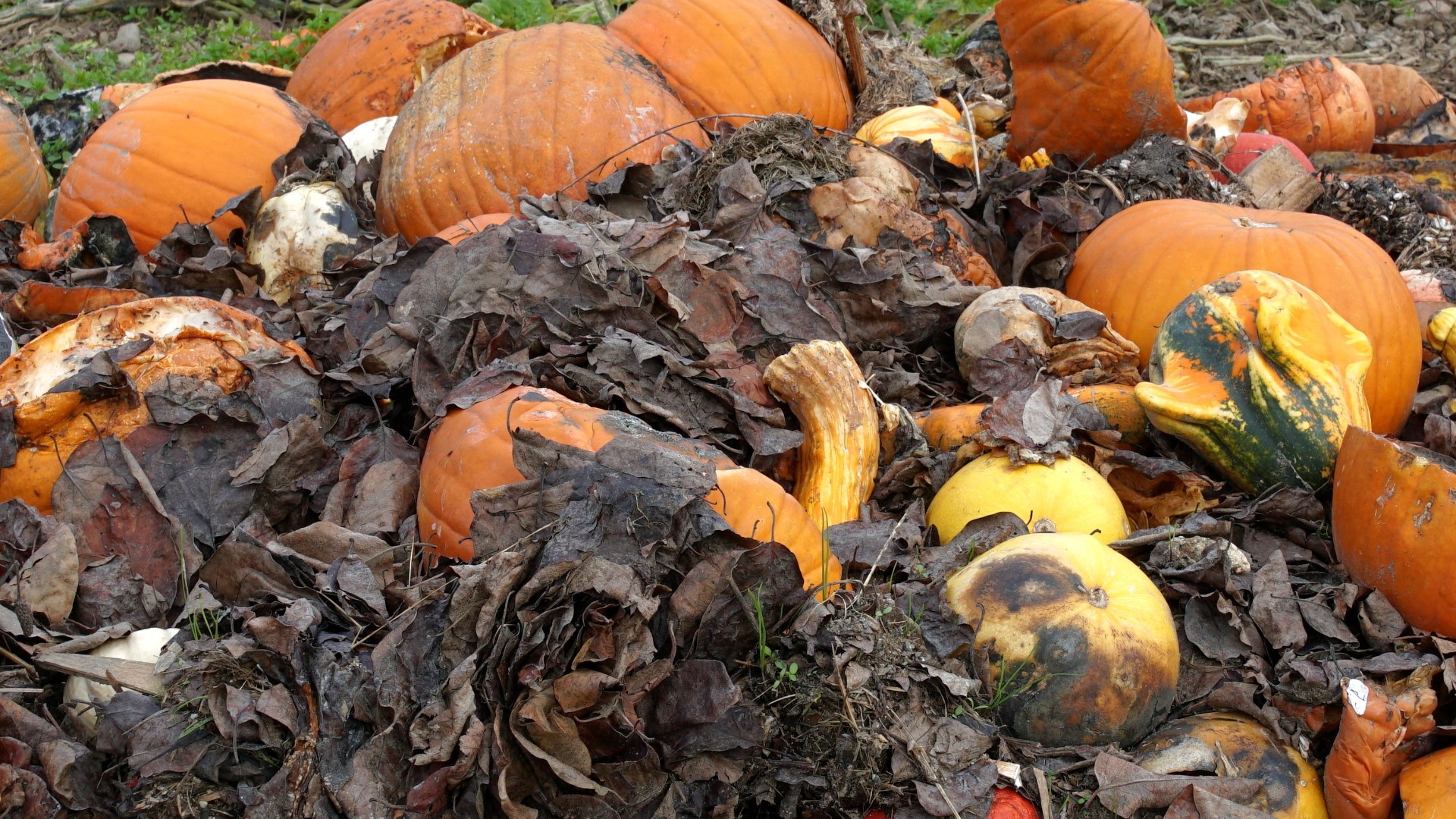 Tips to repurpose your pumpkins post Halloween | wfaa.com