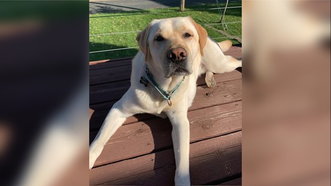 Service dog inside stolen vehicle has been found | wfaa.com