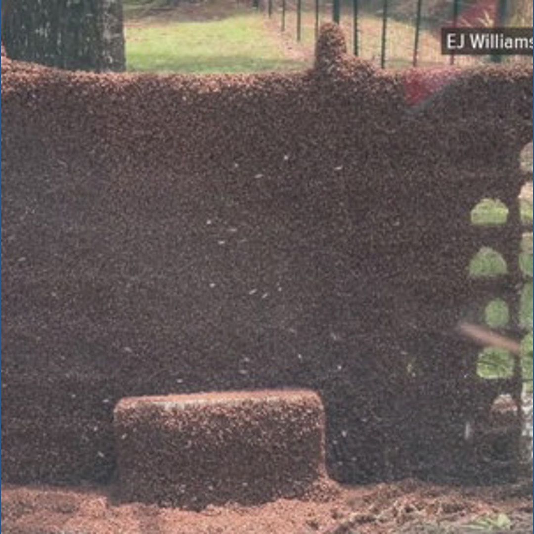A real buzzkill | Cleanup underway after 408 bee colonies spill across ...