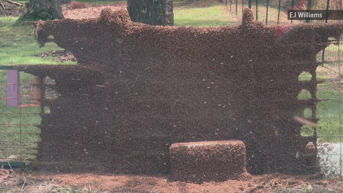 A real buzzkill | Cleanup underway after 408 bee colonies spill across ...