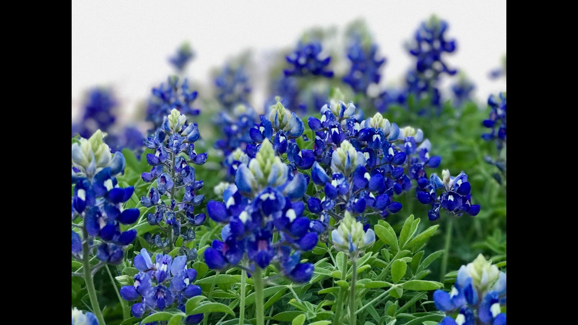 The legend of the bluebonnet | wfaa.com