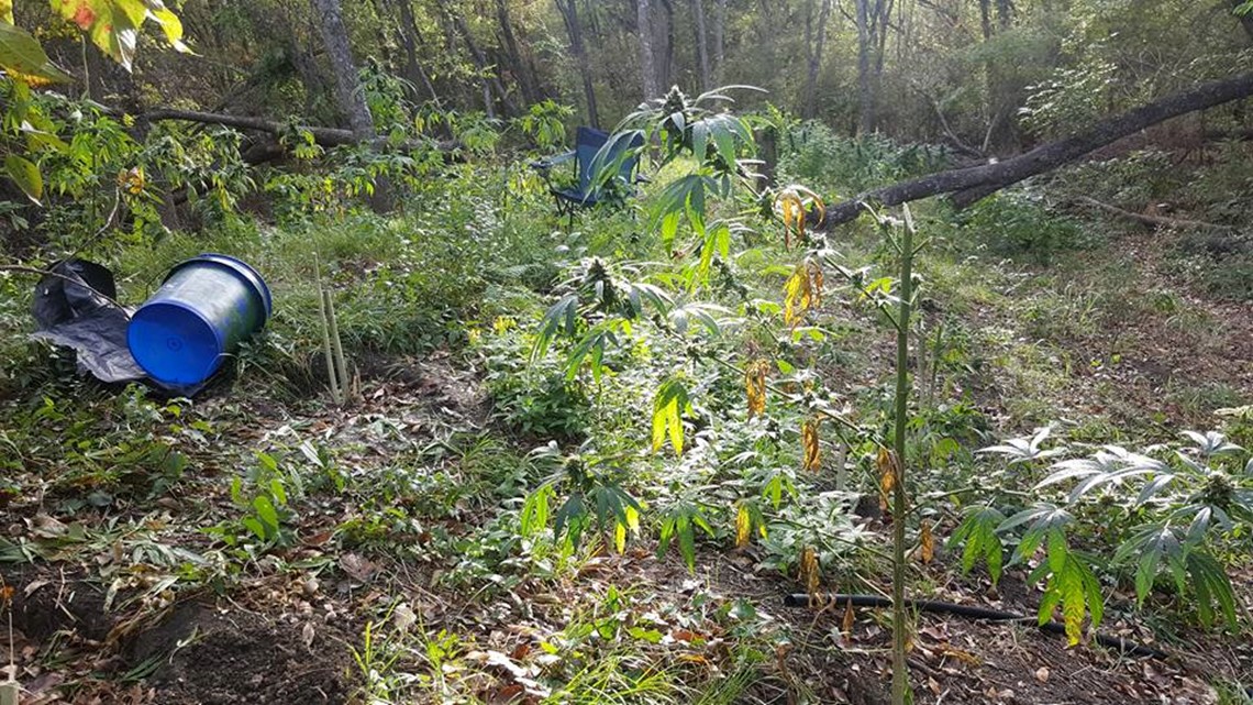 10,000 PLANTS: Look inside the largest marijuana grow bust in Hill ...