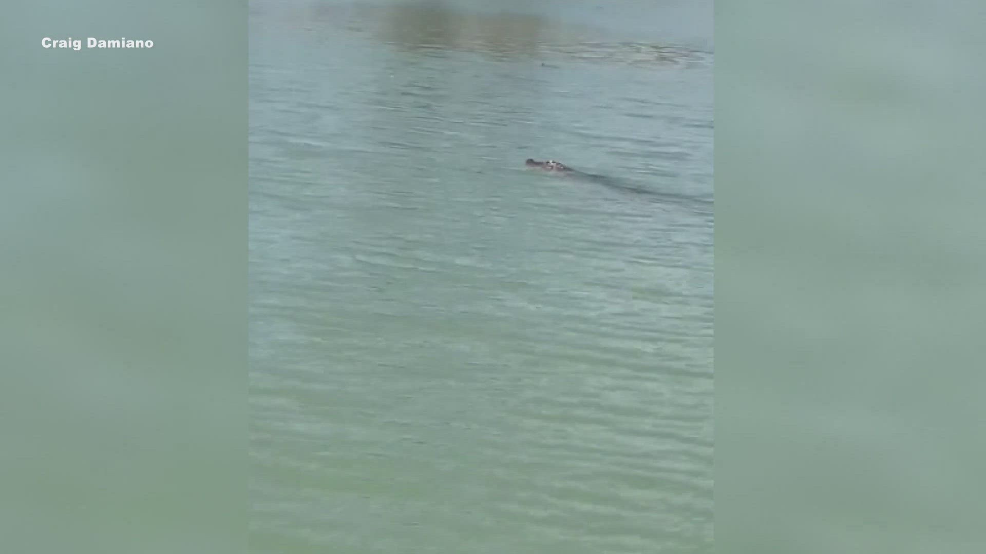Alligator sen swimming through Stillhouse Hollow Lake | wfaa.com