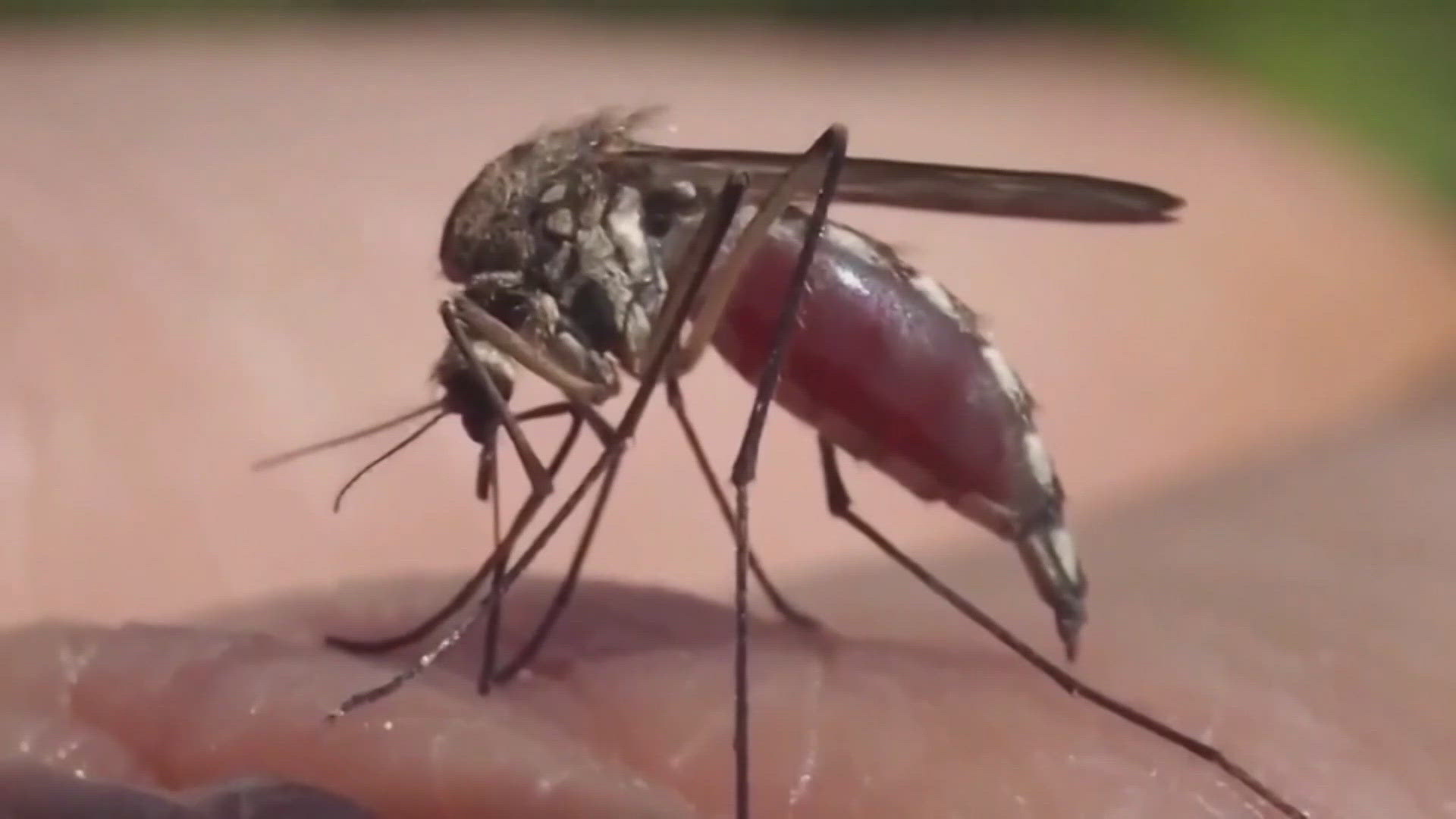 West Nile Virus 2025: first Texas case confirmed in Brazos County ...