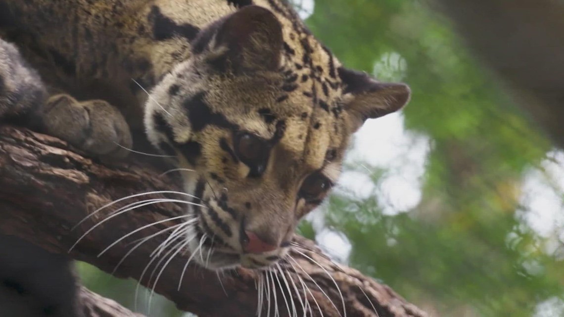 Dallas Zoo leopard: Second fence found cut at another habitat | wfaa.com