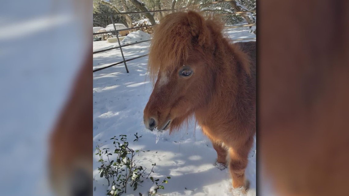 Miniature horse 'viciously' killed by two pit bulls in Boerne | wfaa.com