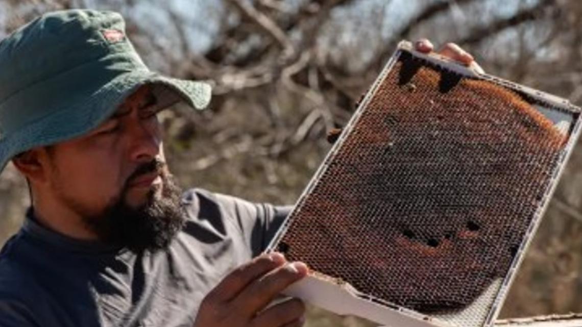 Surge in bee deaths is hurting Texas beekeepers, could impact prices of produce | wfaa.com