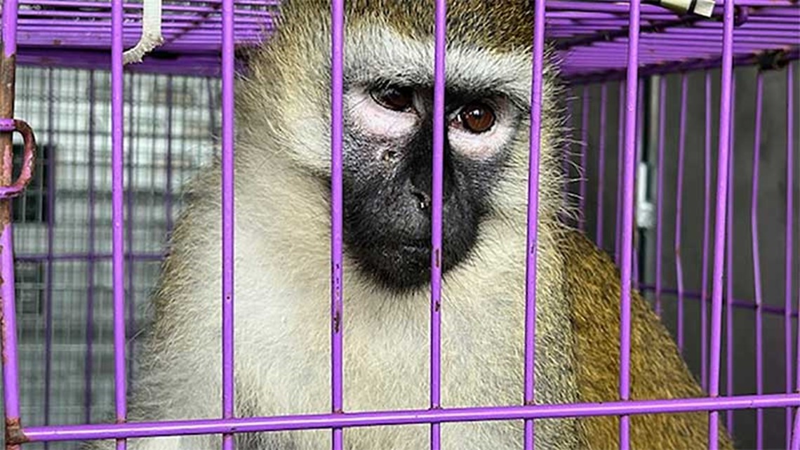 San Antonio ACS investigates after boy bitten by monkey | wfaa.com