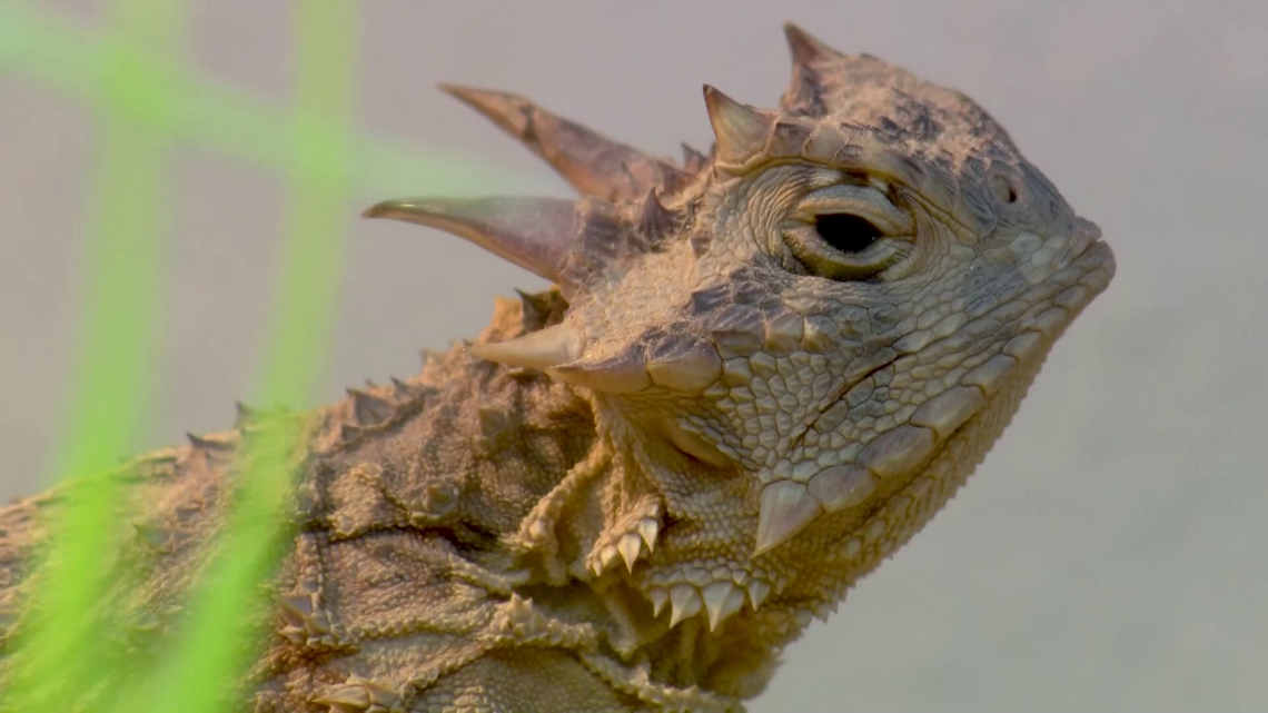 Saving the lizards: Breeding and releasing horned lizards to revive ...
