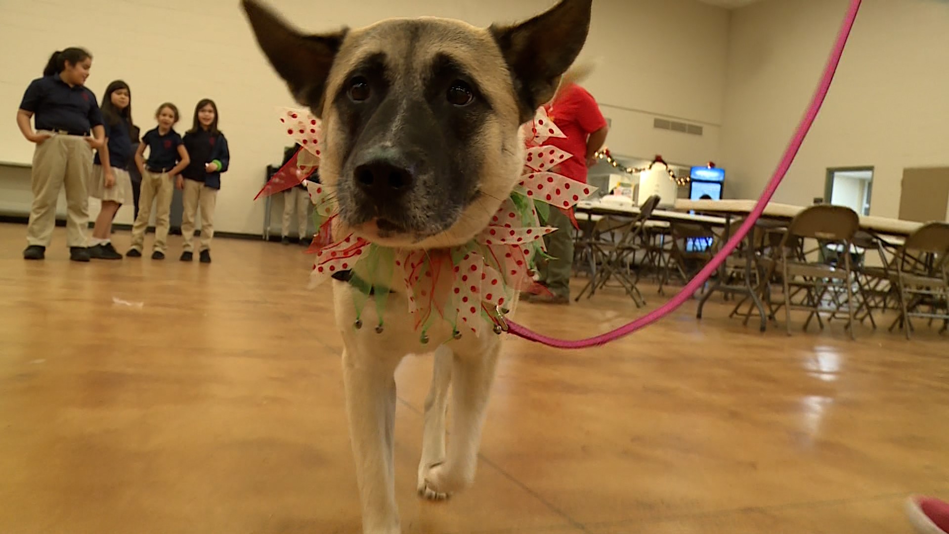 'They make you feel happy': How therapy dogs are helping a Uvalde ...