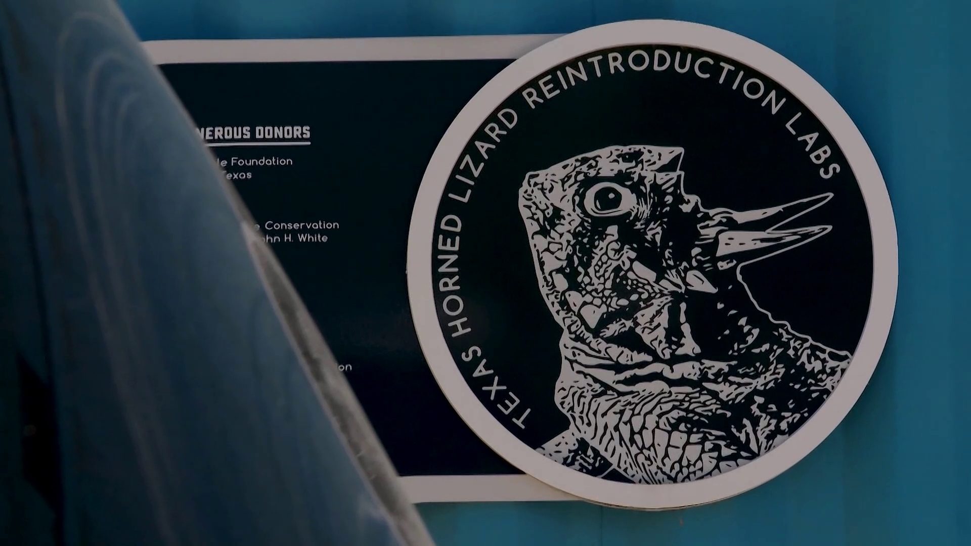 Saving the lizards: Breeding and releasing horned lizards to revive ...