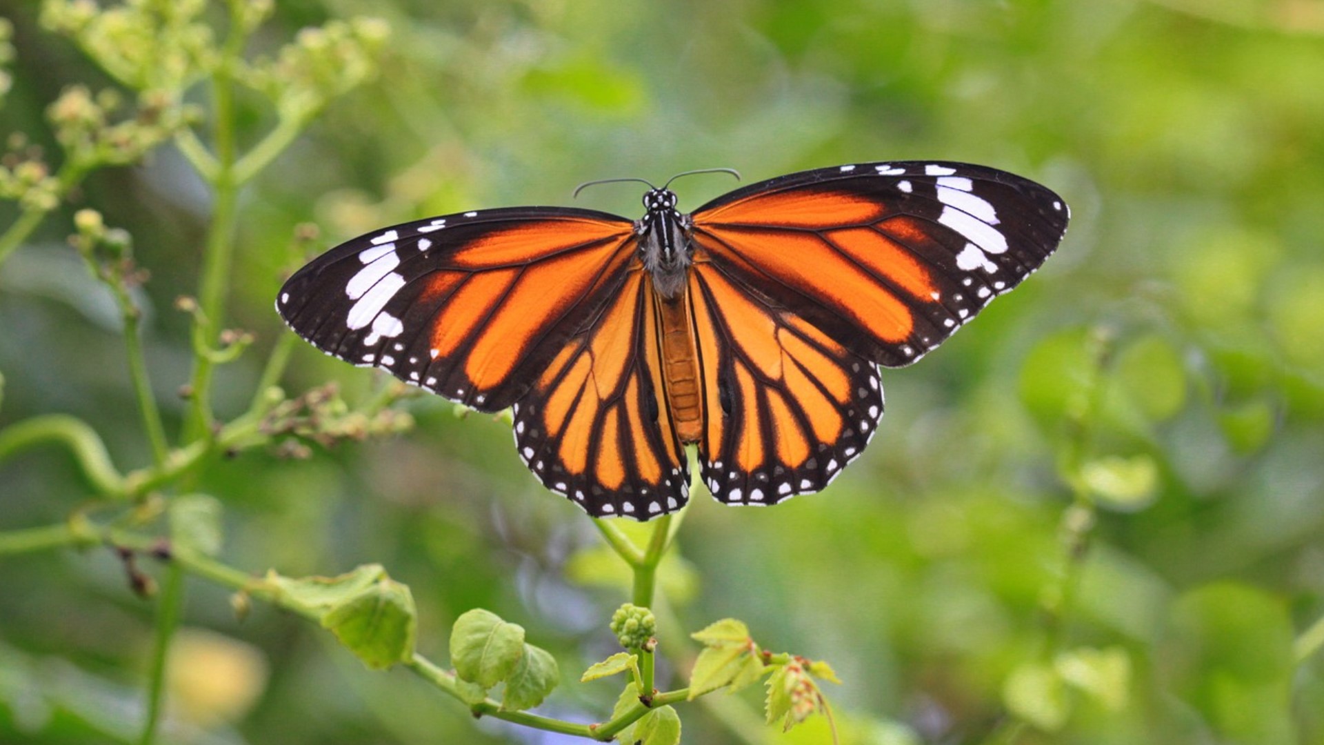 Monarch butterfly population drop: How can you help? | wfaa.com
