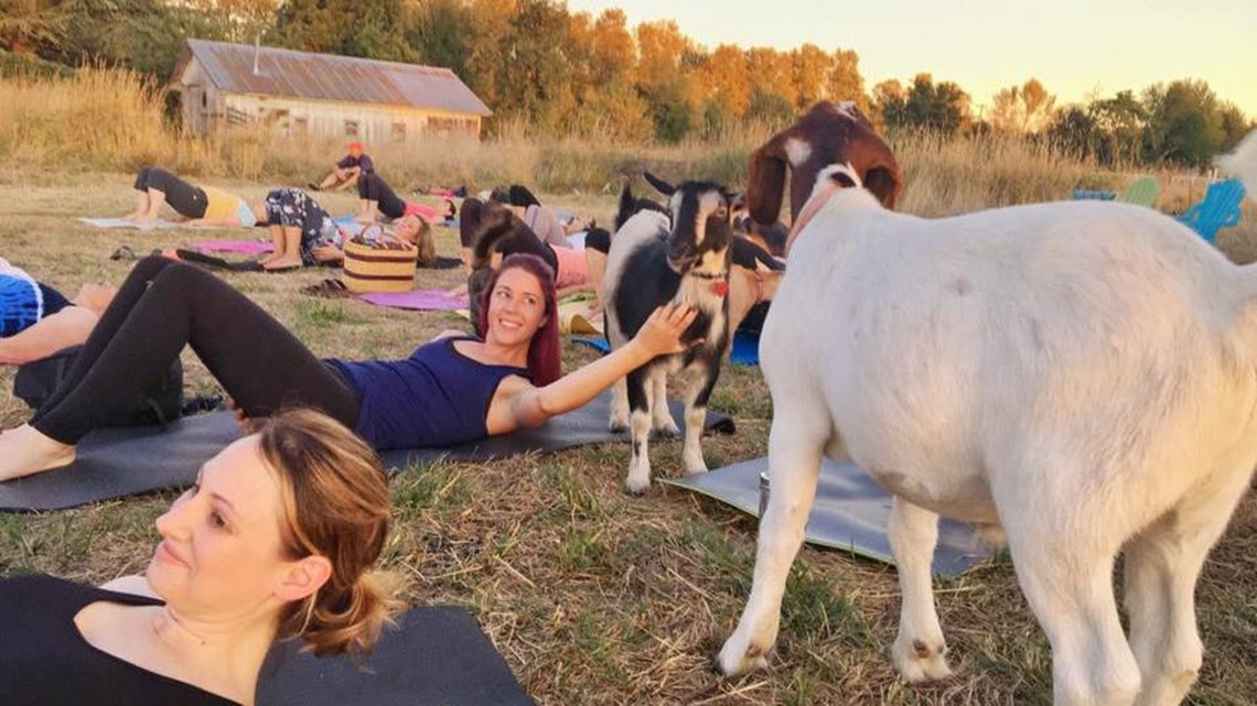 Oregon goat yoga classes draw international attention | wfaa.com