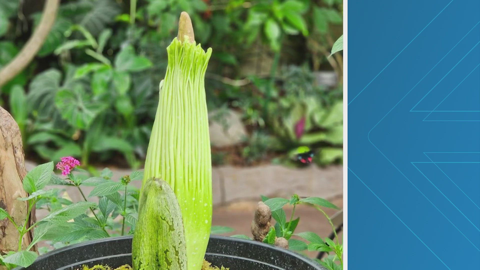 Corpse flower at Houston Museum of Natural Science about to bloom ...