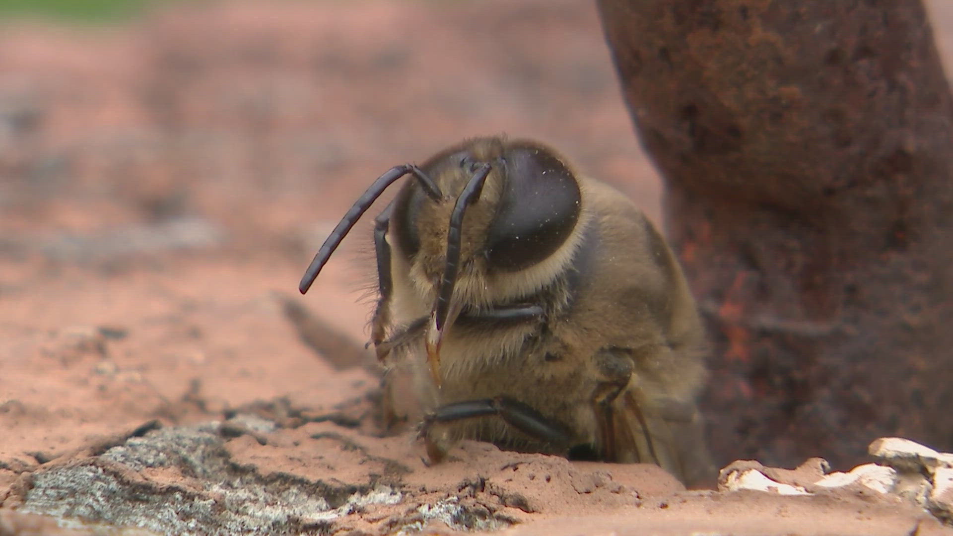 Houston man's pets killed by aggressive bee colony | wfaa.com