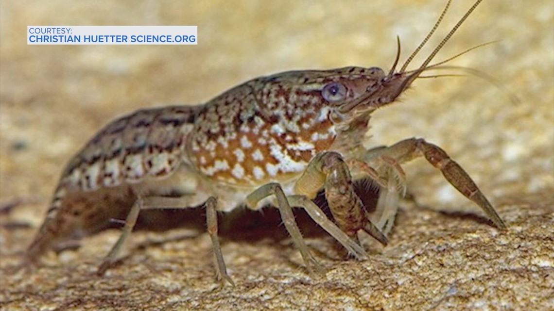Texans need to be worried about this self-cloning crayfish | wfaa.com