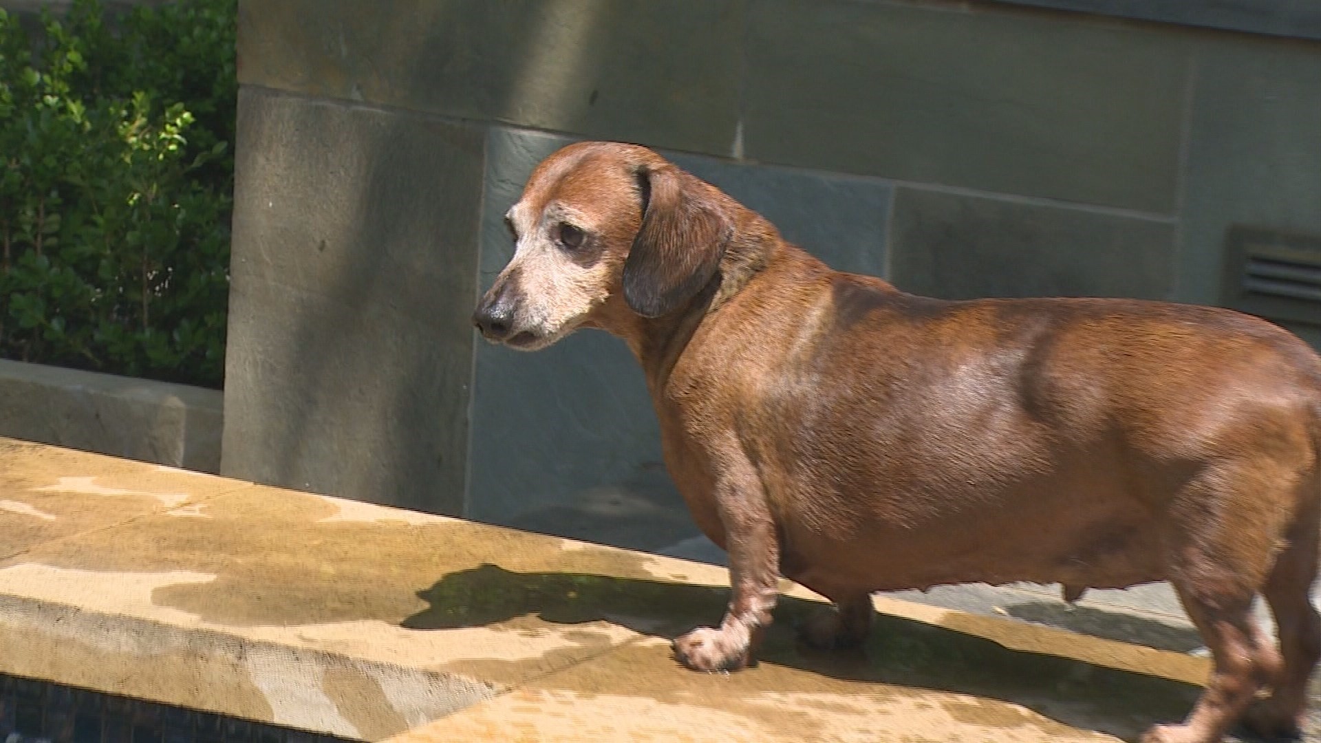 Meet Skinny Vinnie: Local dog becomes star after major weight loss ...