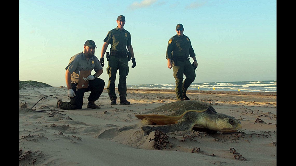 Texas border agents help rescue rare sea turtle eggs | wfaa.com