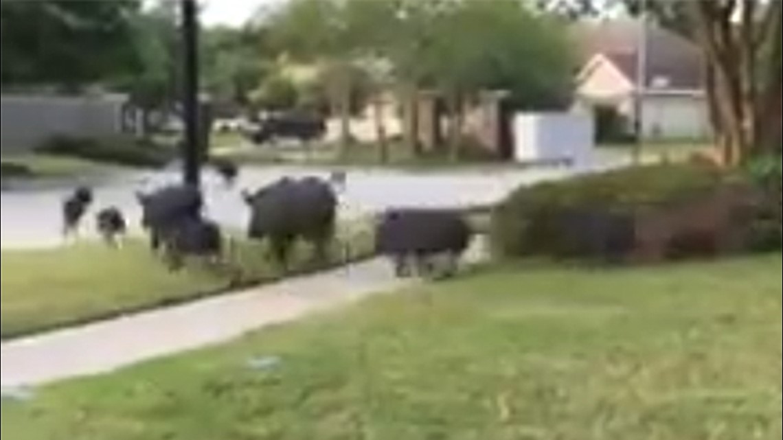 Wild hogs captured on video running through Spring neighborhood | wfaa.com