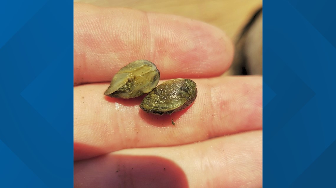 Texas lakes are fully infested with invasive zebra mussels | wfaa.com
