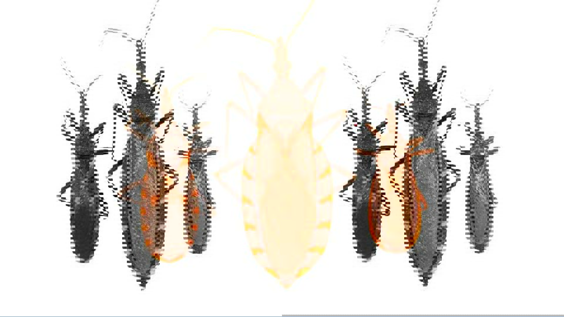 What you need to know about 'kissing bug' disease in Texas | wfaa.com