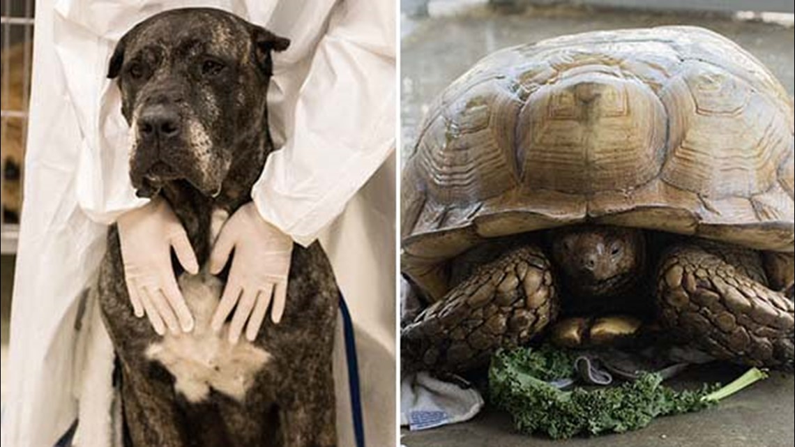 3 big dogs, 4 giant tortoises rescued from Tomball home | wfaa.com