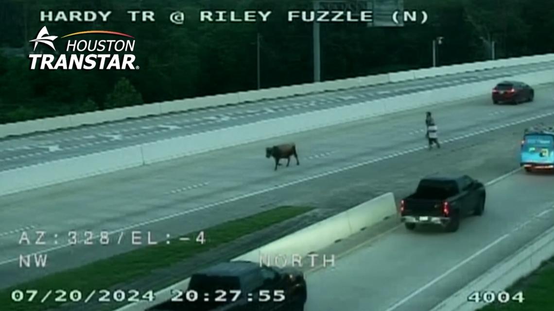 Cow spotted on Hardy Toll Road in north Harris County | wfaa.com