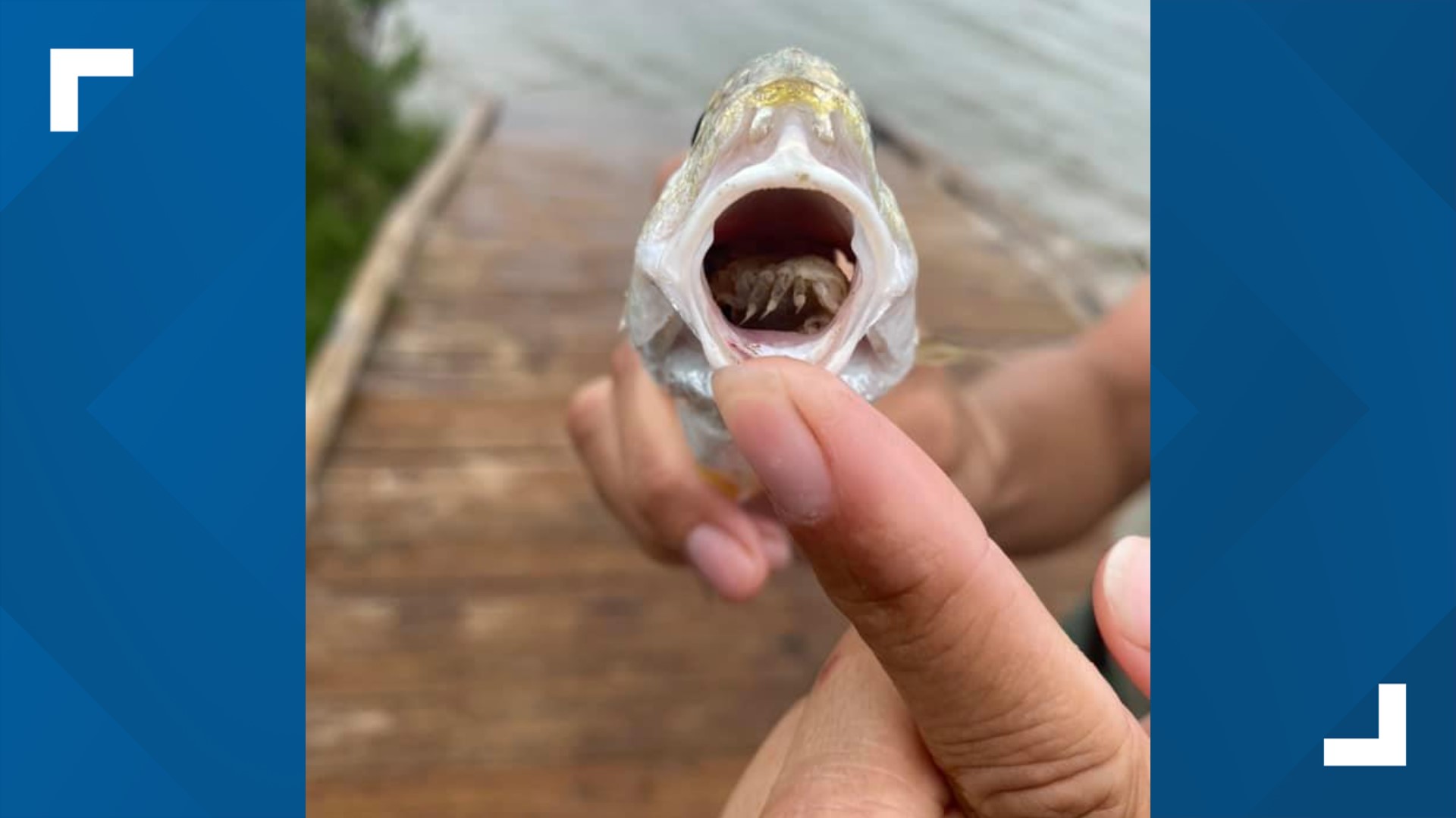 Tongue-eating louse found inside mouth of fish at Texas state | wfaa.com