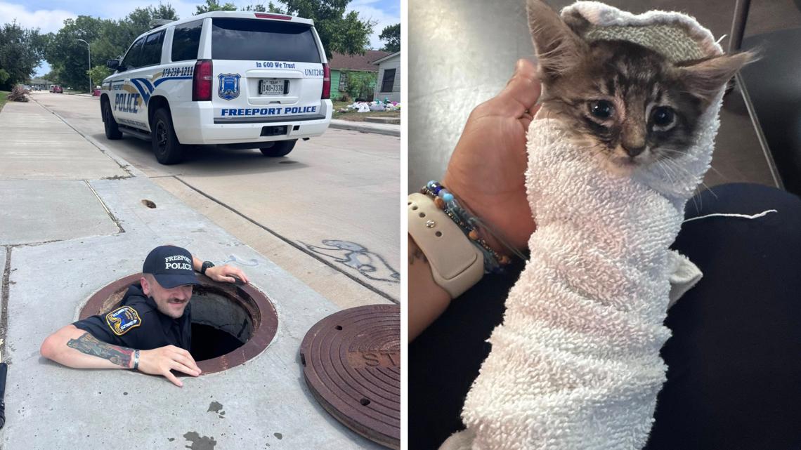 Freeport police officer saves kitten from storm drain | wfaa.com
