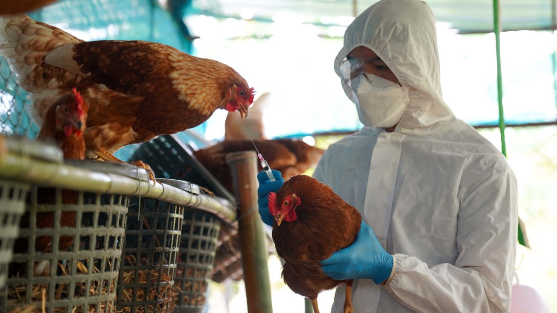 Texas health alert | Potentially deadly bird flu poses threat to ...