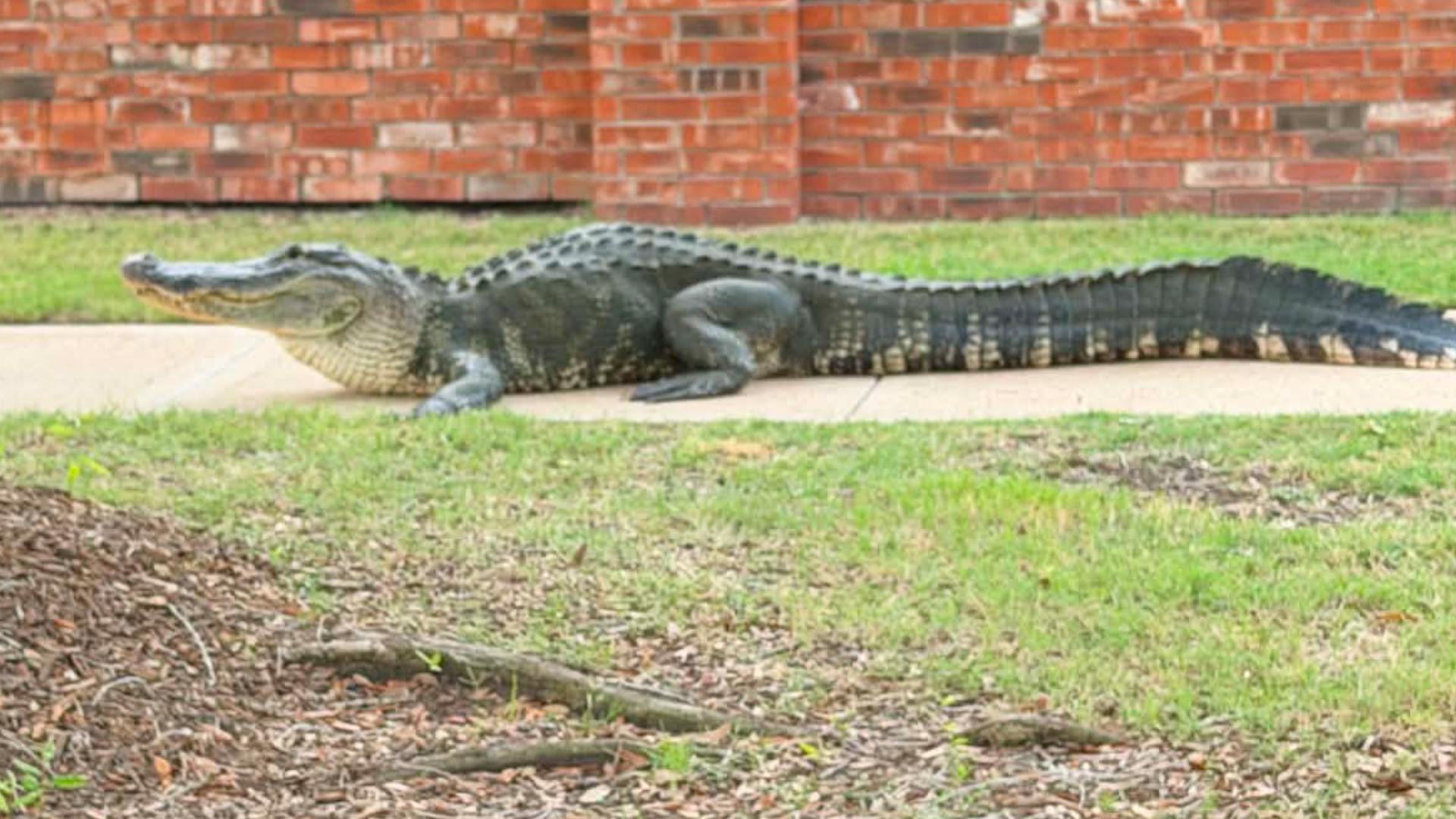 Houston-area police apprehend gator that was taking a dip in a backyard ...
