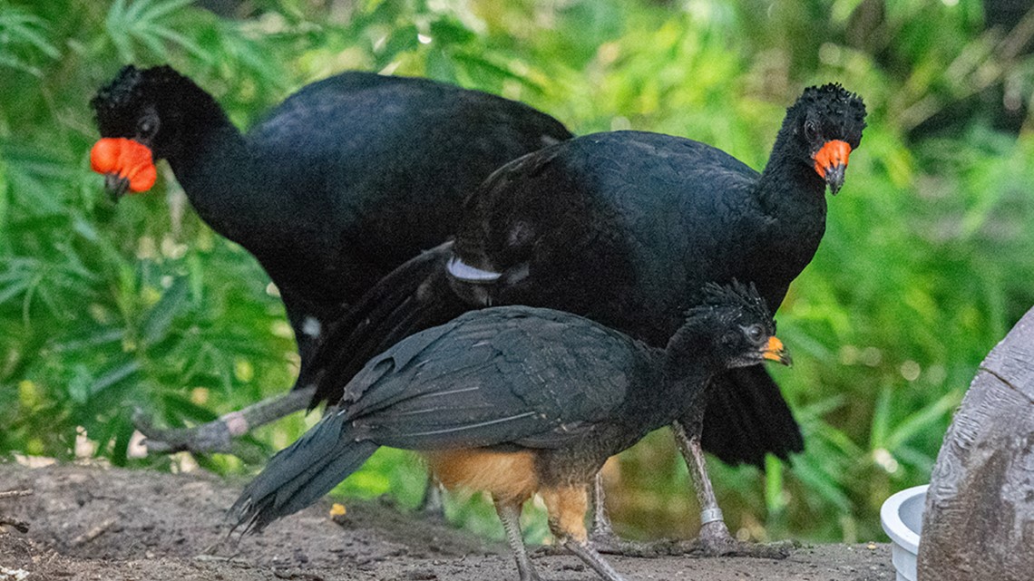 Rare endangered wattled curassow bird hatches at Houston Zoo | wfaa.com