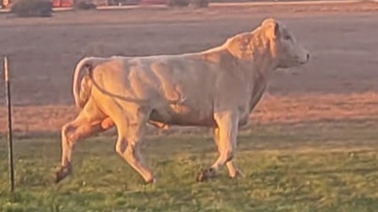 A lot of bull: Loose bull's owner sought by Wharton County sheriff ...